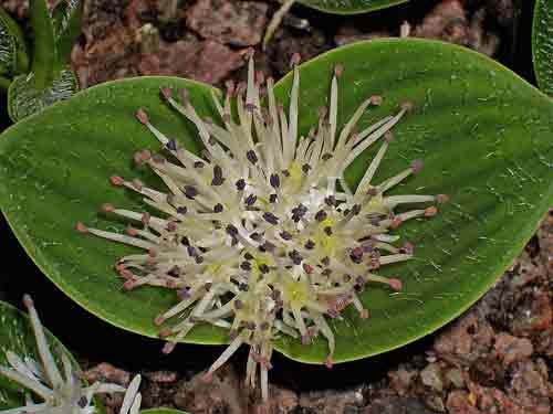 Massonia pygmaea